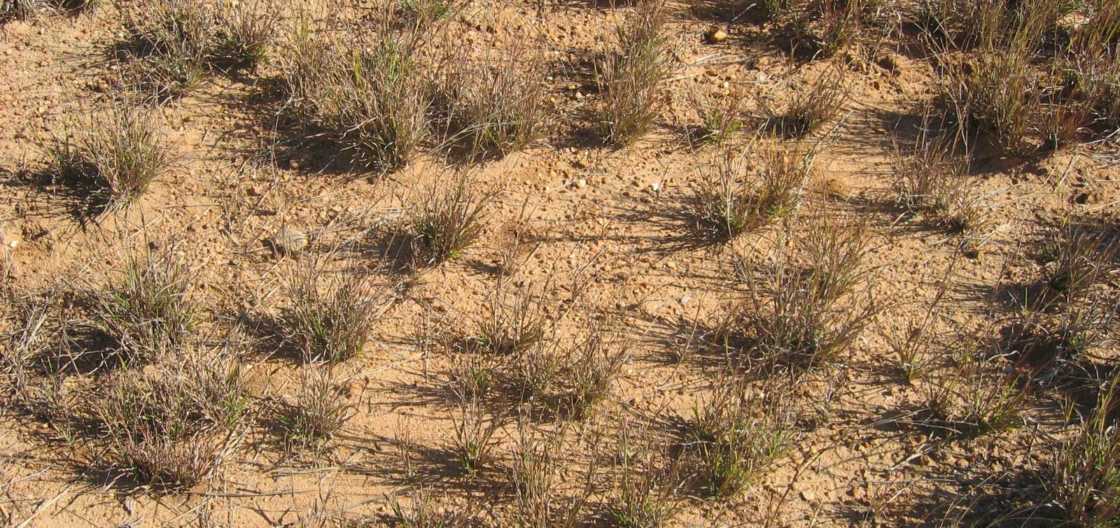 Mangoky | Mangoky Reserve